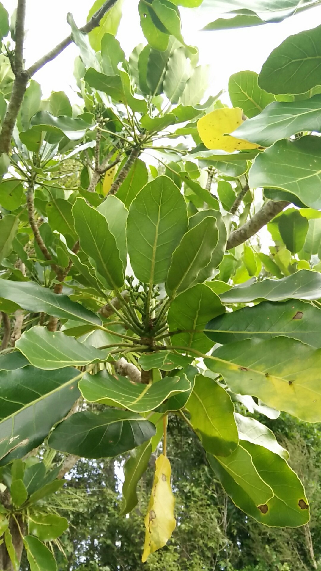 Meryta sinclairii Cuidados (Plantando, Fertilizantes, Enfermedades ...