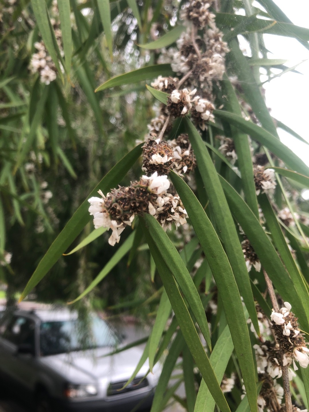 Agonis flexuosa 照顧，種植，繁殖，開花時間 - PictureThis