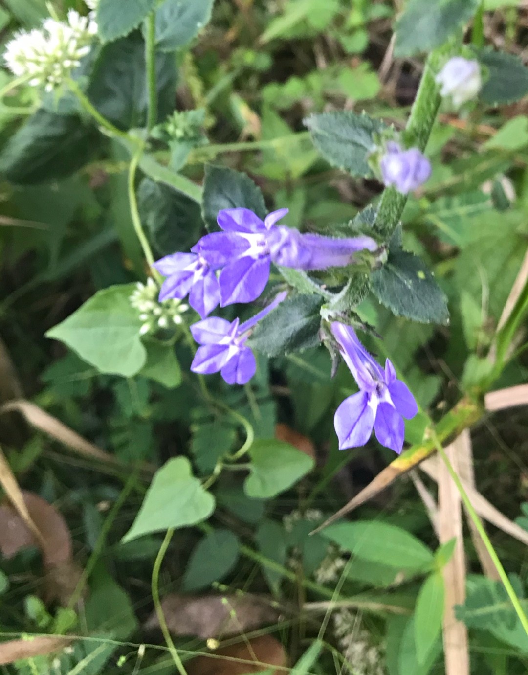 Lobelia puberula - PictureThis