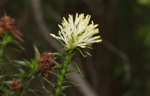 Richea Care (Watering, Fertilize, Pruning, Propagation) - PictureThis