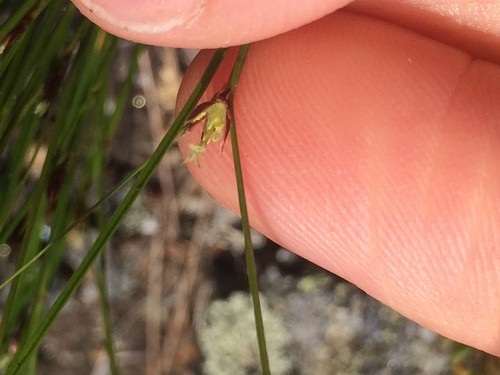 Highland rush (Juncus trifidus) Flower, Leaf, Care, Uses - PictureThis