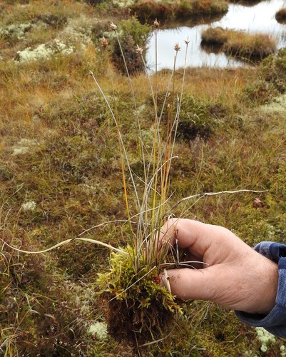 Capitate sedge (Carex capitata) Flower, Leaf, Care, Uses - PictureThis