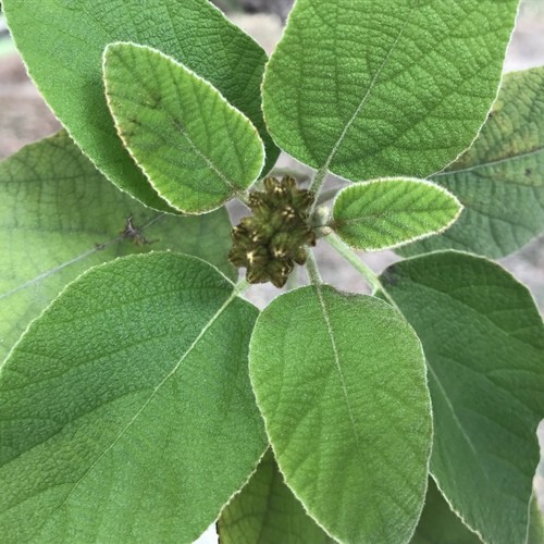 Anacahuita (Cordia boissieri) - PictureThis