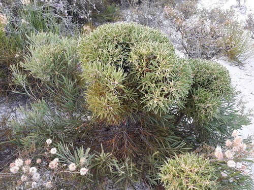 Hakea corymbosa Flower, Leaf, Care, Uses - PictureThis