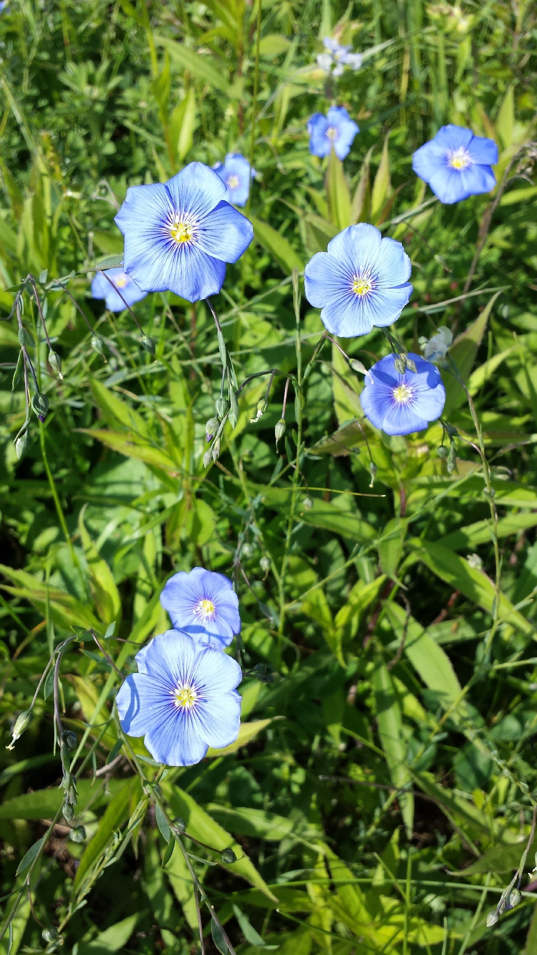 Österreichischer lein (Linum austriacum) - PictureThis