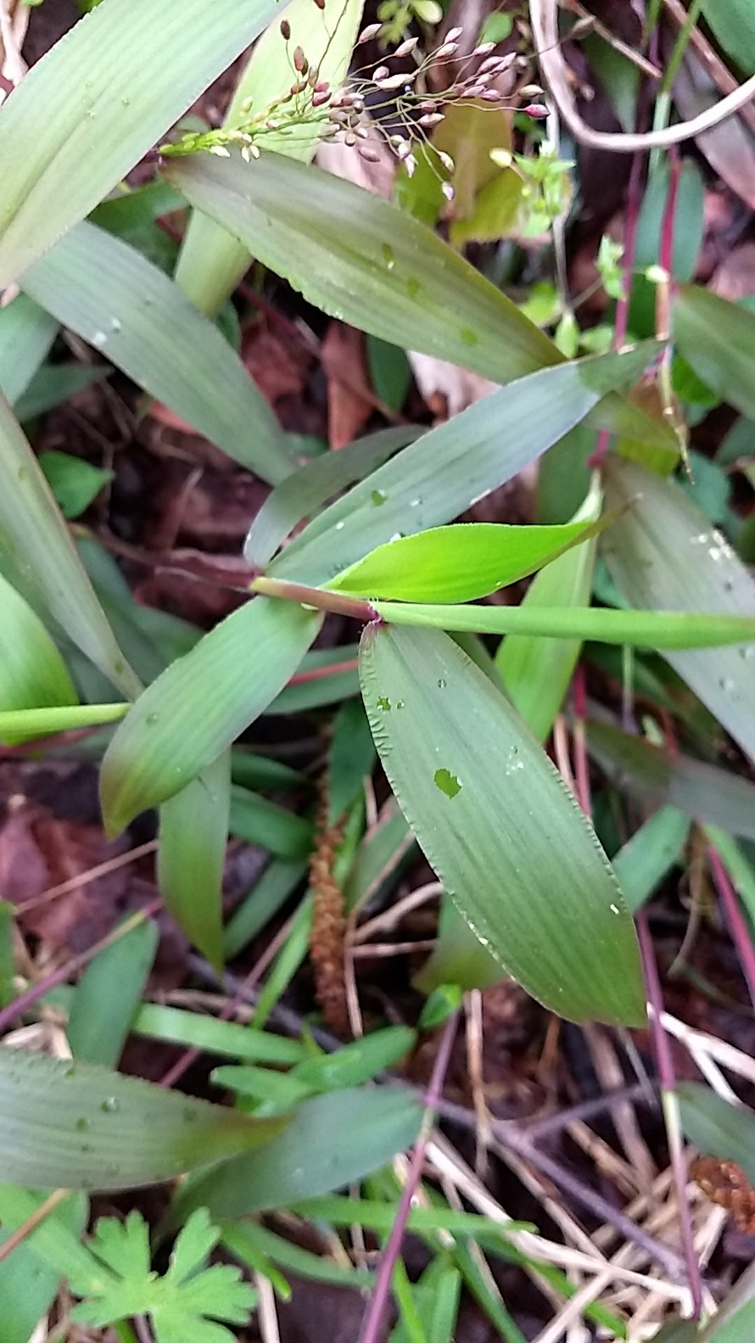 Arthraxon hispidus - PictureThis