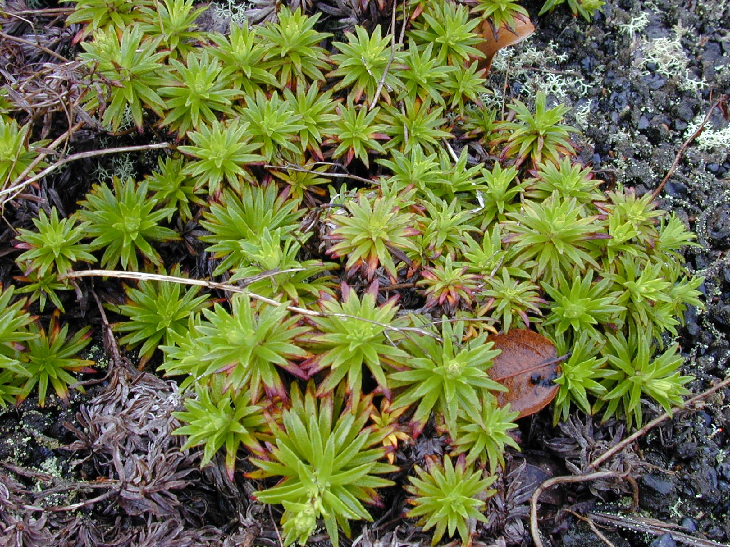 Dubautia scabra Flower, Leaf, Care, Uses - PictureThis