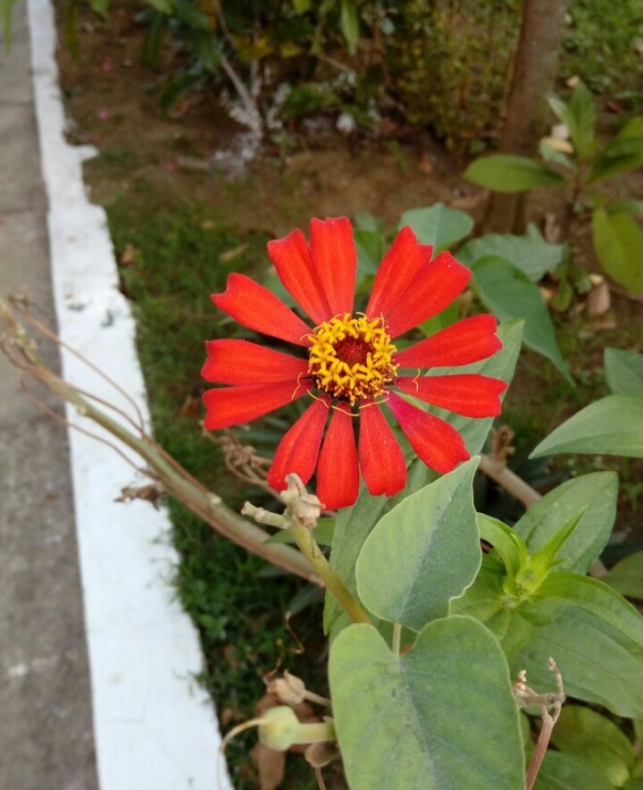 Gallito de monte (Zinnia peruviana) - PictureThis