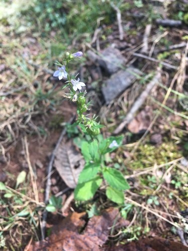 Tabaco indio (Lobelia inflata) - PictureThis