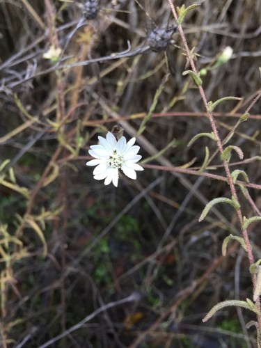Hayfield tarweed (Hemizonia congesta) Flower, Leaf, Care, Uses ...