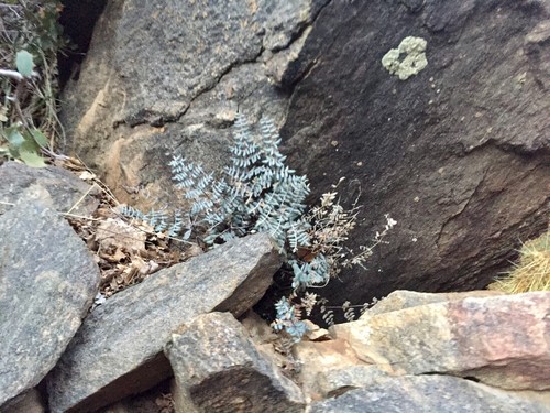 Pellaea truncata - PictureThis