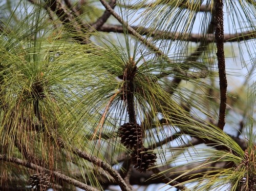 Pino blanco (Pinus devoniana) - PictureThis