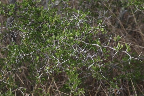 Blackbrush acacia (Vachellia rigidula) Flower, Leaf, Care, Uses ...
