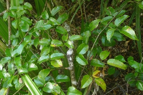 Rubus cissoides - PictureThis