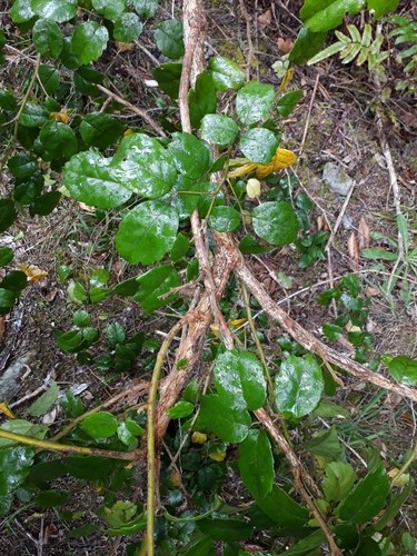 Bush-lawyer (Rubus australis) Flower, Leaf, Care, Uses - PictureThis