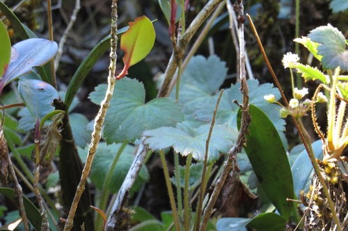Trachymene Flower, Leaf, Care, Uses - PictureThis