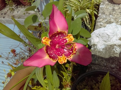 Flor de tigre (Tigridia pavonia) - PictureThis