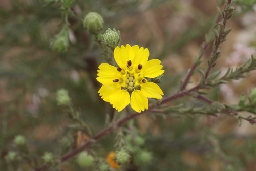 San diego tarweed (Deinandra paniculata) Flower, Leaf, Care, Uses ...