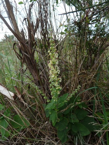 Woodland germander (Teucrium scorodonia) Flower, Leaf, Care, Uses ...