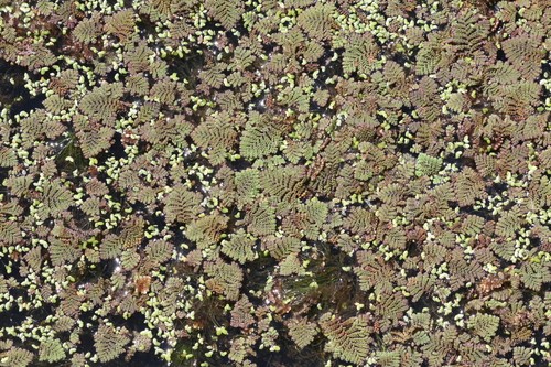 Helecho acuático africano (Azolla pinnata) - PictureThis