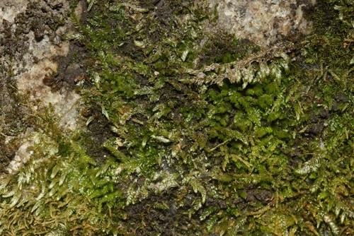 Brachythecium moss (Brachytheciaceae) Flower, Leaf, Care, Uses ...