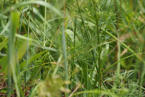 Marsh parsley (Cyclospermum leptophyllum) Flower, Leaf, Care, Uses ...