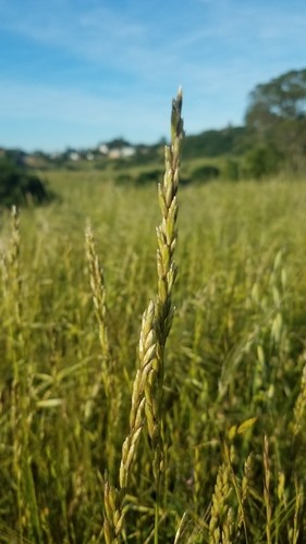 Melica californica - PictureThis