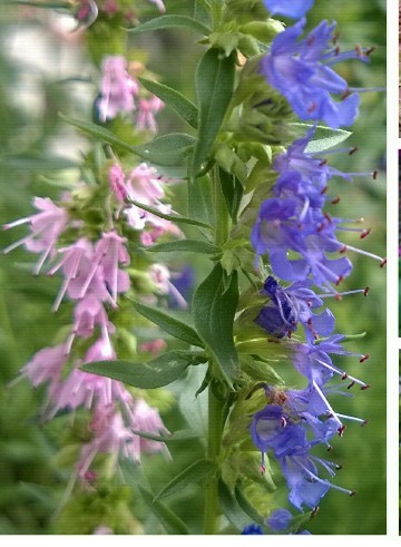 Hissopo (Hyssopus officinalis) - PictureThis