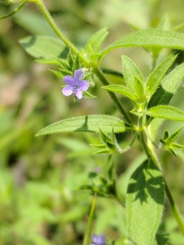 Fluxweed (Trichostema brachiatum) Flower, Leaf, Care, Uses - PictureThis