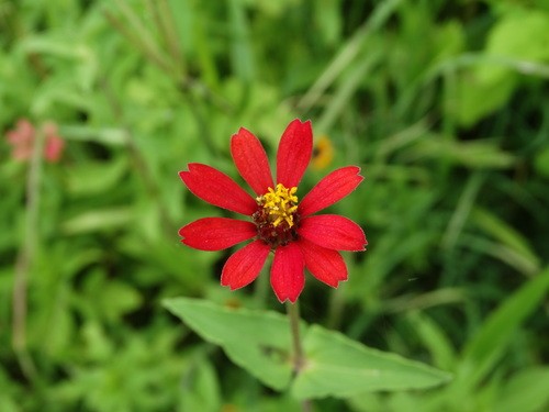 Gallito de monte (Zinnia peruviana) - PictureThis