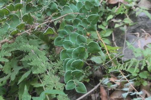 Ítamo real (Pellaea cordifolia) - PictureThis