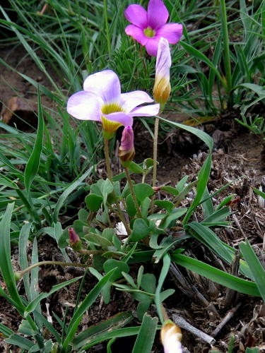 Oxalis obliquifolia - PictureThis