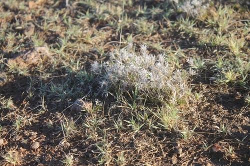 Munroa Flower, Leaf, Care, Uses - PictureThis