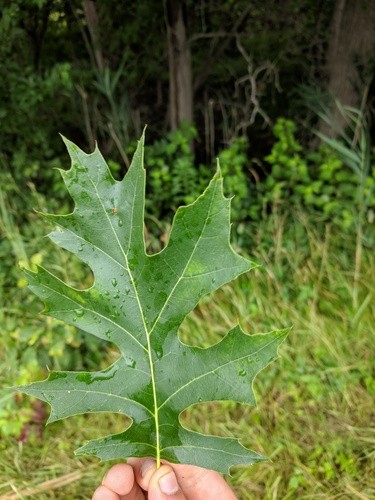Shumard oak (Quercus shumardii) Flower, Leaf, Care, Uses - PictureThis