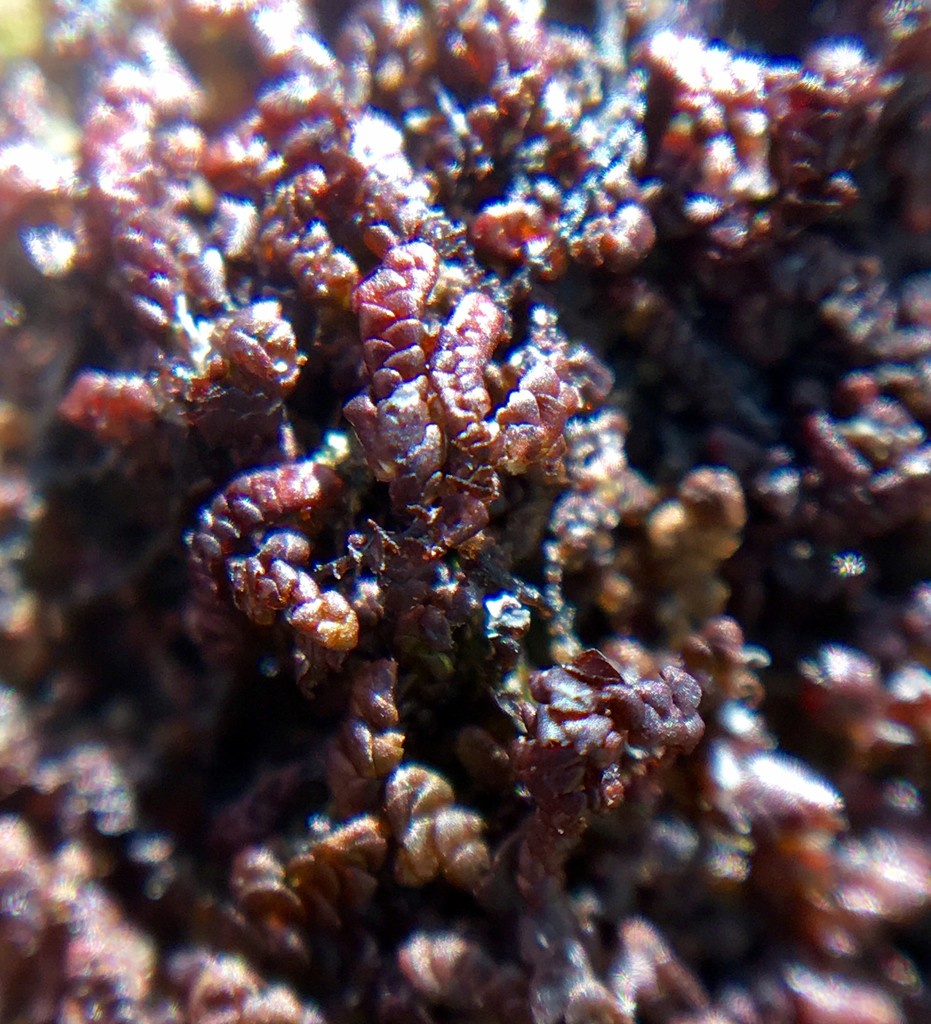 Musgos y parientes (Bryophyta) - PictureThis