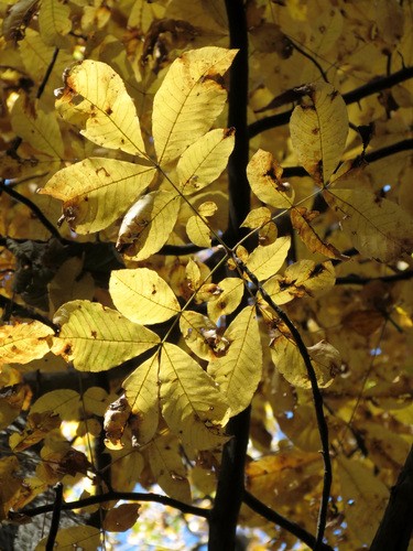Mockernut hickory (Carya alba) Flower, Leaf, Care, Uses - PictureThis