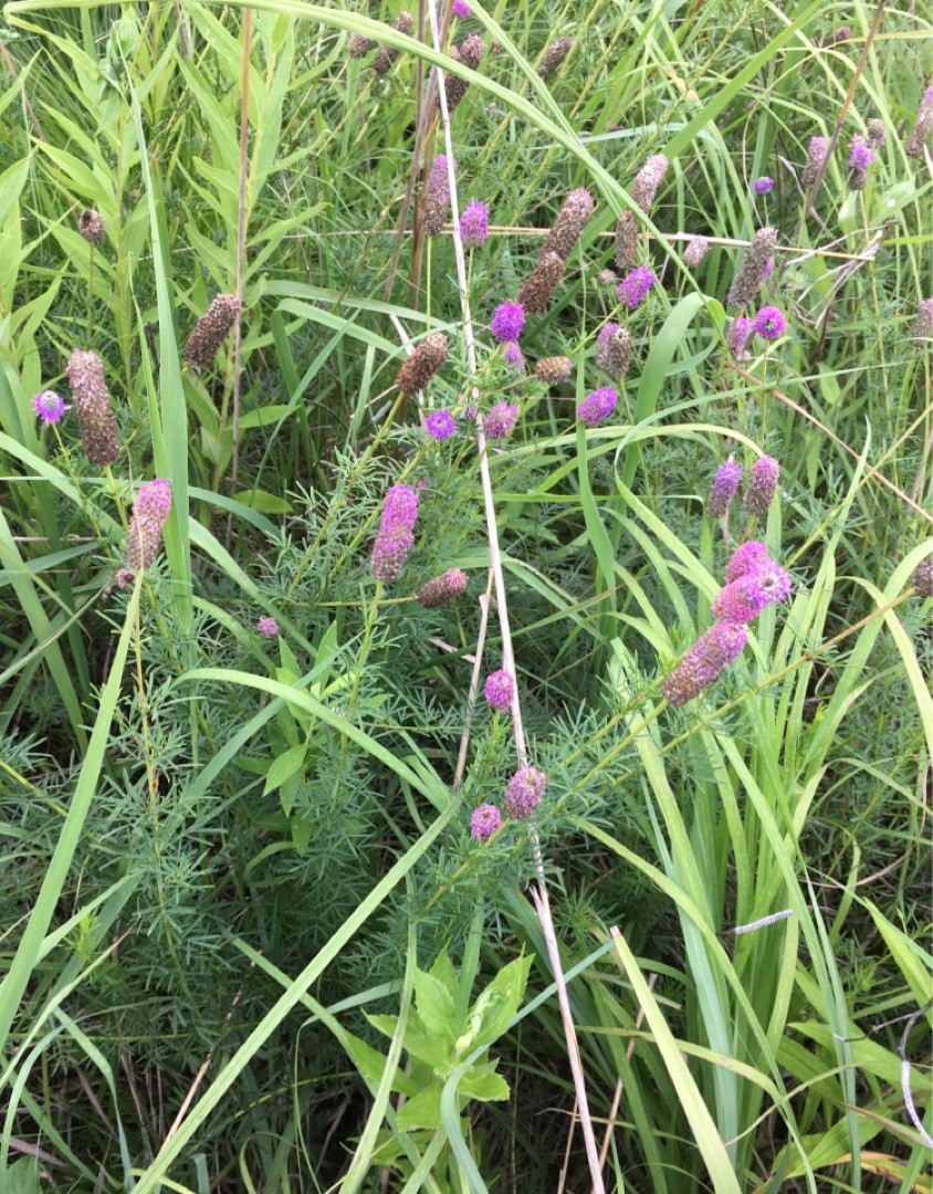 Purple prairie-clover (Dalea purpurea) - PictureThis