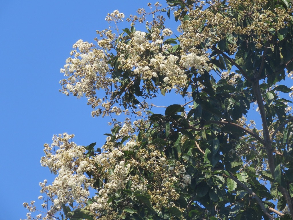 Ecuador laurel (Cordia alliodora) Flower, Leaf, Care, Uses - PictureThis