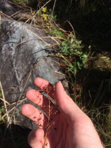 Swamp candles (Lysimachia terrestris) Flower, Leaf, Care, Uses ...