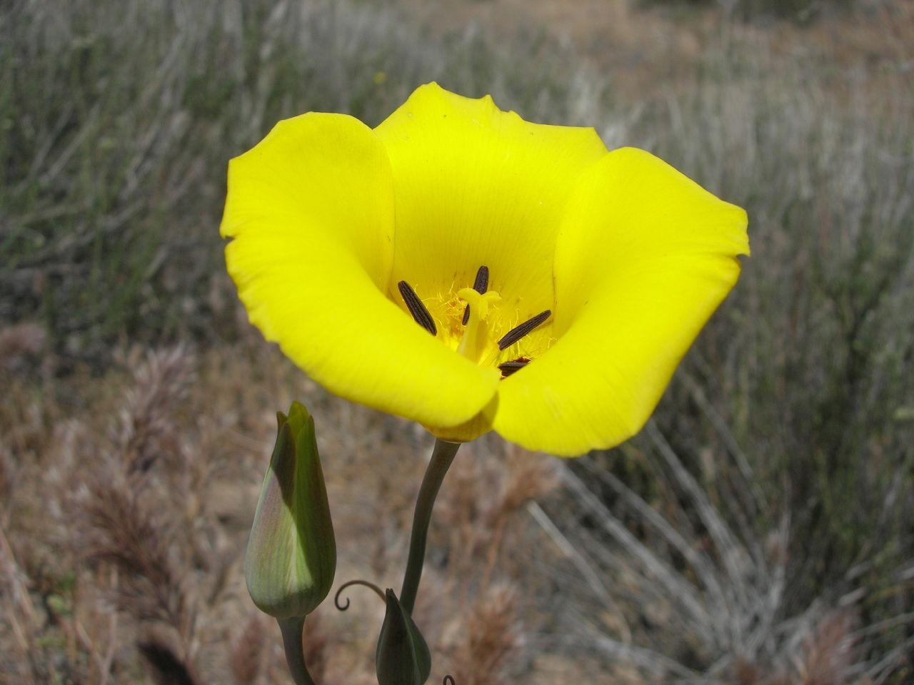 Calochortus clavatus - PictureThis
