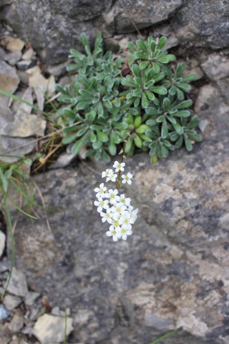 Zungen-steinbrech (Saxifraga callosa) - PictureThis