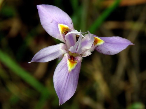 Moraea setifolia - PictureThis
