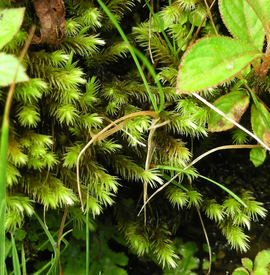 Aulacomnium palustre - PictureThis