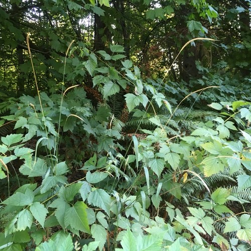 Blue wild rye (Elymus glaucus) Flower, Leaf, Care, Uses - PictureThis