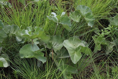 Gunnera perpensa - PictureThis