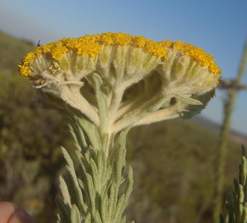 Athanasia pinnata Flower, Leaf, Care, Uses - PictureThis