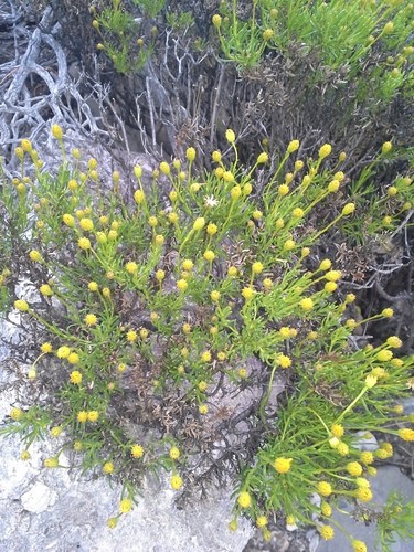 Damiana (Chrysactinia mexicana) - PictureThis