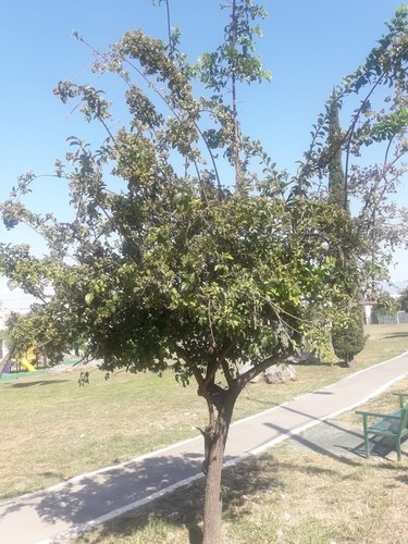 Ehretia anacua - PictureThis