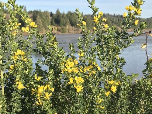 Retamilla (Genista monspessulana) - PictureThis