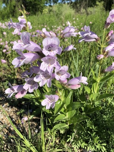 Пенстемон Кобо (Penstemon cobaea) - PictureThis
